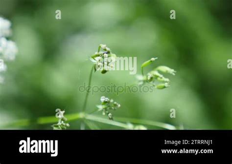 Cow Parsnip Weed Poisonous Plant Stock Videos Footage HD And 4K Video Clips Alamy
