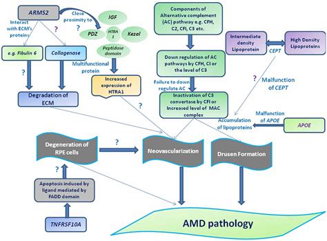 Frontiers Amd Genetics In India The Missing Links