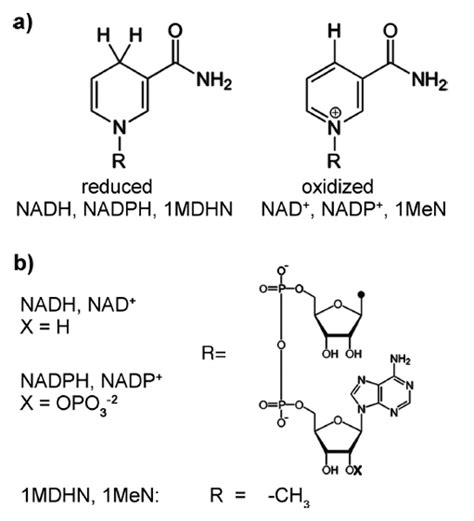 Nicotinamide Structure Nicotinamide 2 4 5 6 D4 D 98atom 98 Cp