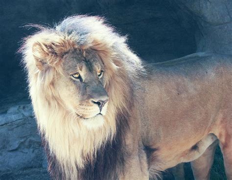 A Male Lion With A Sunlit Mane Photograph By Derrick Neill Pixels