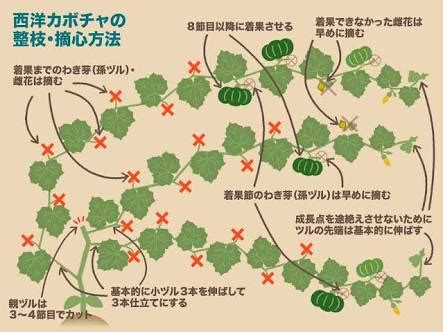 カボチャの摘心 摘芯？ 週休4日生活 を目指す