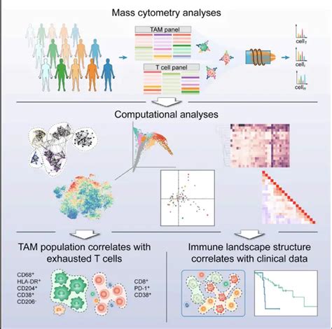 Chapter 5 Principles Of Panel Design For Mass Cytometry And Advanced