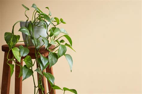 علت سیاه شدن ریشه گیاه پتوس در آب کود مناسب برای رشد و تقویت پتوس