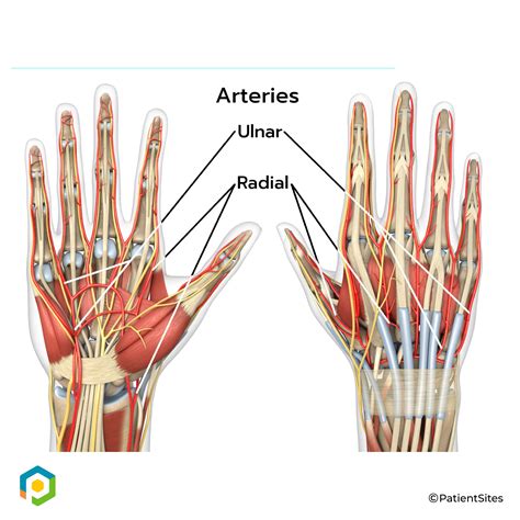 Wrist Anatomy Diagram