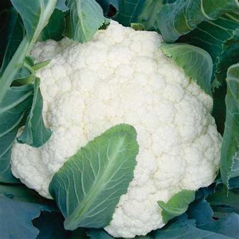 Buy Cauliflower Katki Phool Gobhi Seeds Medium Early Maturing Compact Curds