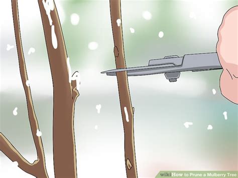 How To Prune A Mulberry Tree Steps With Pictures WikiHow