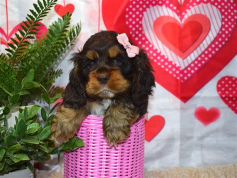 Cocker Spaniel Puppies For Sale In Indiana