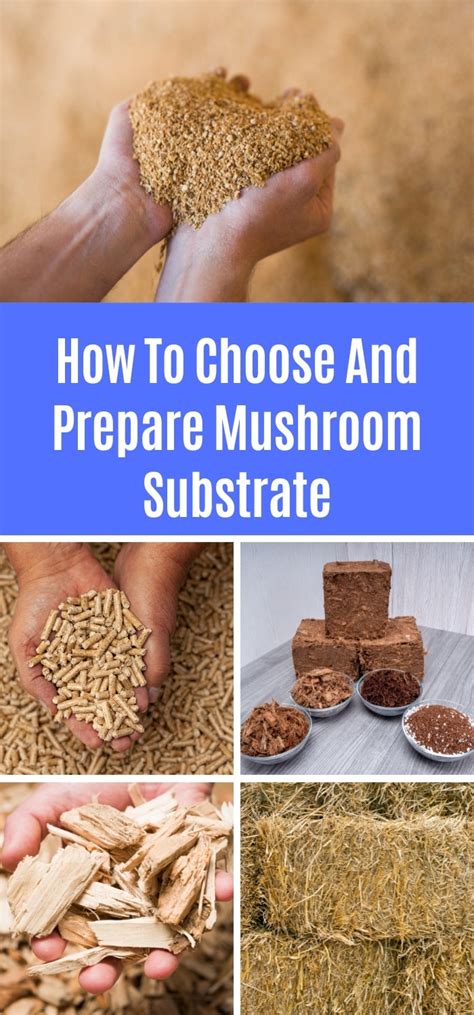 How To Choose And Prepare Mushroom Substrate Mushroom Appreciation