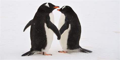 Same Sex Power Couple Penguins Given Second Egg To Adopt Comic Sands
