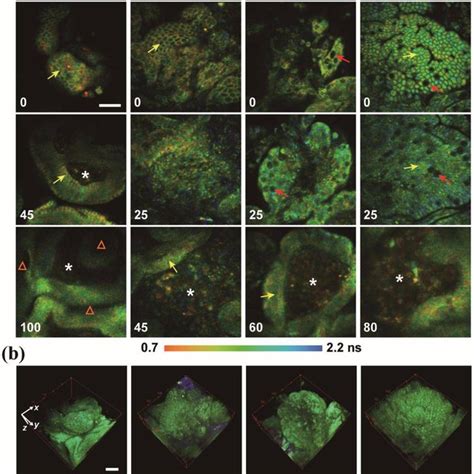 Two Photon Excitation Fluorescence Lifetime And Spectral Imaging Of Download Scientific Diagram