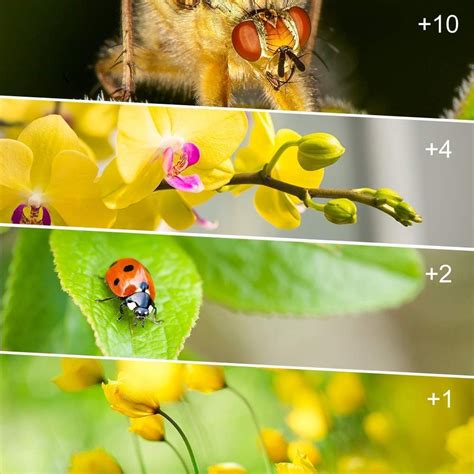 Flip It Focus It Frame It Macro Masters On A Budget With Reversed