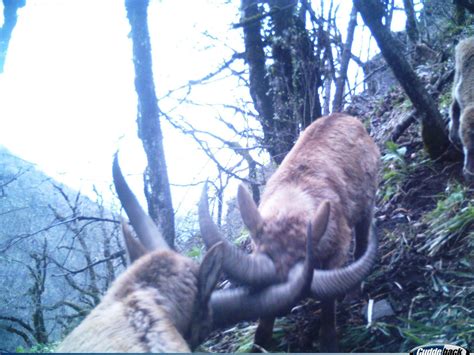 ლაგოდეხის დაცული ტერიტორიები Lagodekhi Protected Areas Home