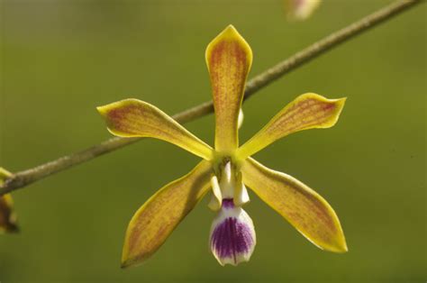 Garden Provides Habitat For Native Orchids As Wild Populations Decline