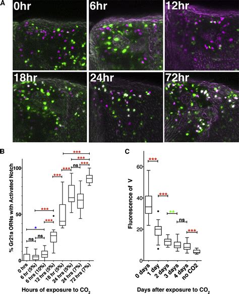 Dsl Notch Signaling In The Drosophila Brain In Response To Olfactory Stimulation Neuron