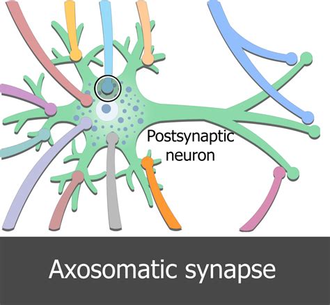 Neuron Synapse Diagram