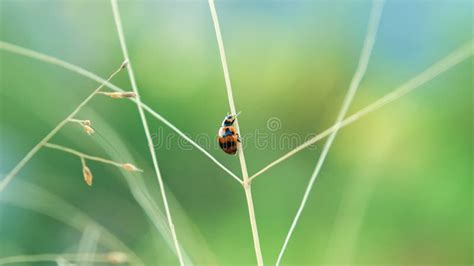 Ladybug Or Small Beetle Coccinellidae Stock Image Image Of Detail