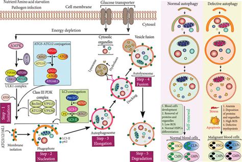 Macroautophagy And Its Role In Hematopoiesis During Macroautophagy Download Scientific