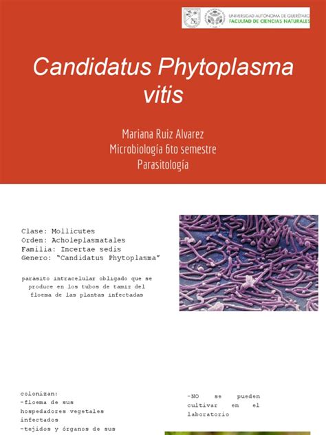Impacto De Candidatus Phytoplasma Vitis En Vides Pdf Vitis Plantas