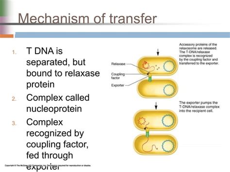 Genetic Analysis And Mapping In Bacteria And Bacteriophages