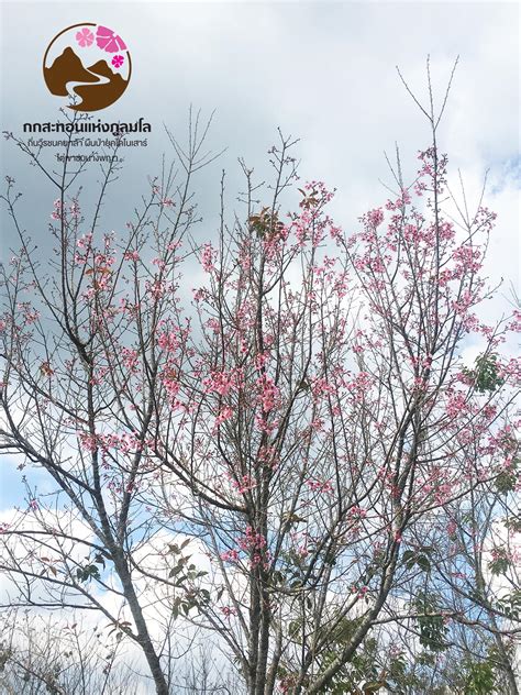 อัพเดท 19 ภูลมโล ซากุระเมืองไทย นางพญาเสือโคร่ง กกสะทอน