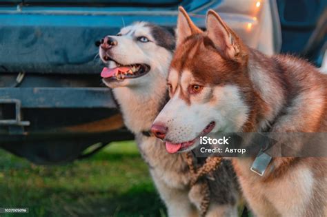 화려한 개 사육 멀리 시베리아 실 팍 한 사람 봐 세로 두 허스키 개 측면 보기 개에 대한 스톡 사진 및 기타 이미지 개 개과 귀여운 Istock