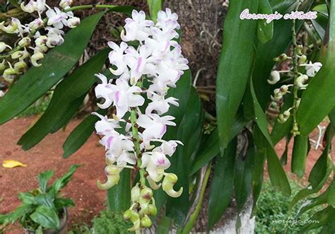La Orquídea De Limón O Aerangis Citrata