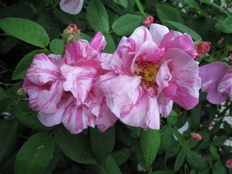 Rosengarten Rosen Heim E V