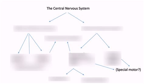 Central Nervous System Diagram Quizlet Central Nervous System Diagram Quizlet