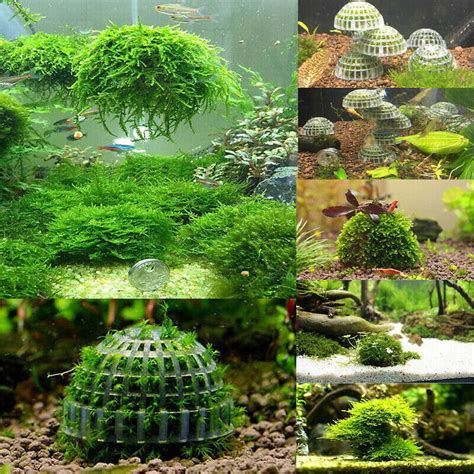 Marimo Moss Ball Filter Live Aquarium Aquatic Plan Grandado
