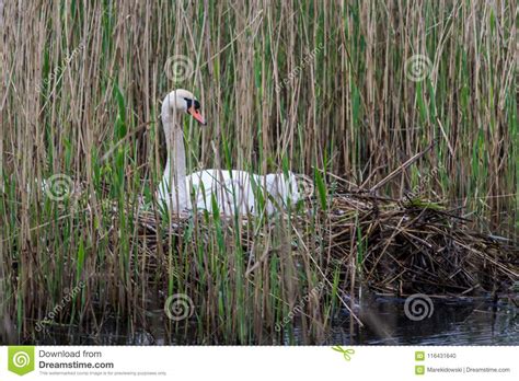 A Swan Incubating Eggs In The Nest Stock Photo Image Of Eggs Nature