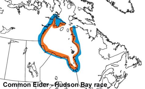 Common Eider Sea Duck Joint Venture