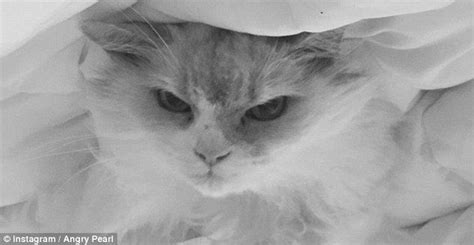 Rescue Kitty Becomes An Instagram Star For Her Scowling Expression Artofit