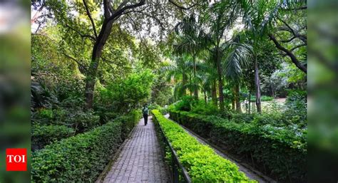 Forest Dept Issues Tree Pruning SOPs Delhi News Times Of India