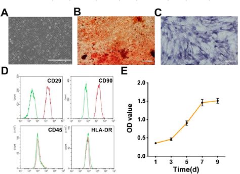 Figure 3 From Nanotopographical 3d Printed Polyε Caprolactone Scaffolds Enhance Proliferation