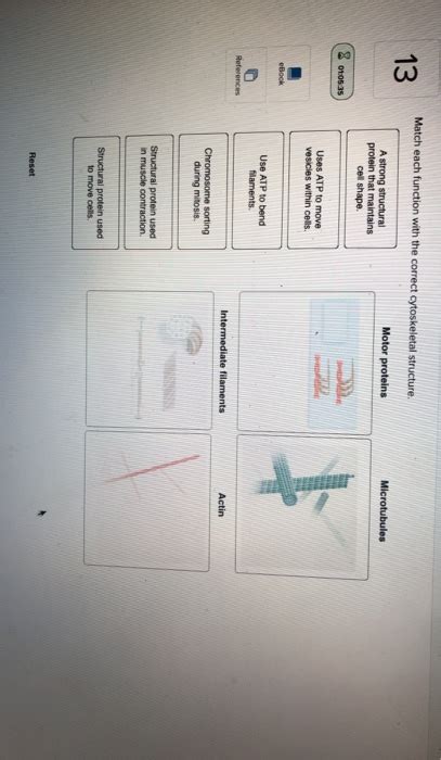 Solved Match Each Function With The Correct Cytoskeletal