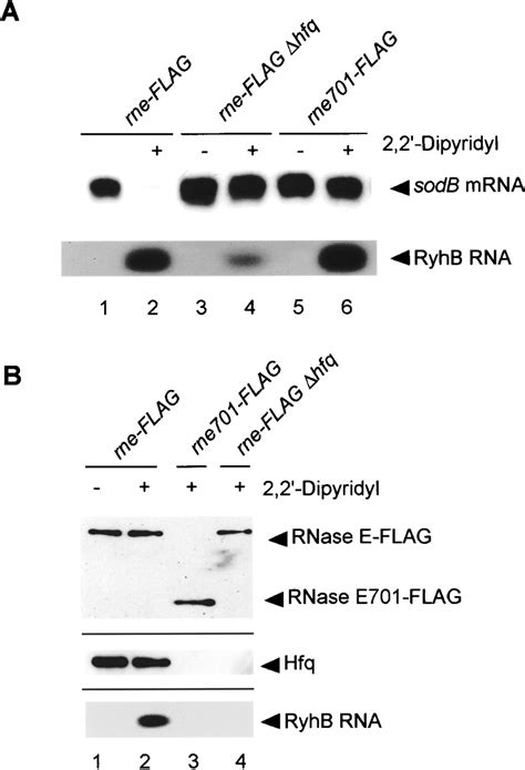 RNase E Based Ribonucleoprotein Complexes Mechanical Basis Of MRNA Destabilization Mediated By