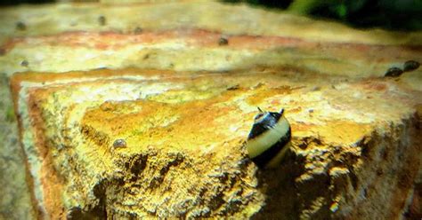 Horned Zebra Nerite Snail Album On Imgur