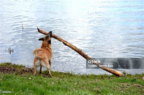 벨기에 말리 누아 개는 큰 지점과 연극 0명에 대한 스톡 사진 및 기타 이미지 0명 가축 강 Istock