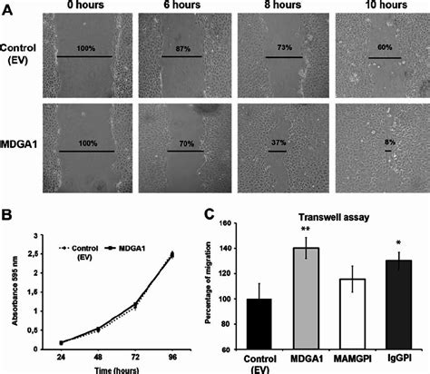 Mdga1 Increases Cell Motility In Mdck Cells A Wound Healing Assay Was