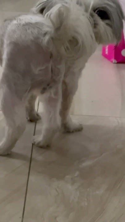 Йога по ши тцу Собака мордой вниз Youtube