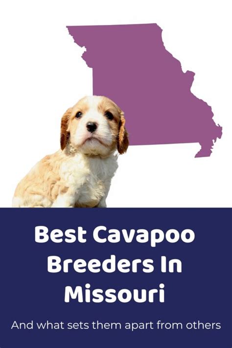 Cockapoo Vs Cavapoo Comparing Temperament Size And Maintenance