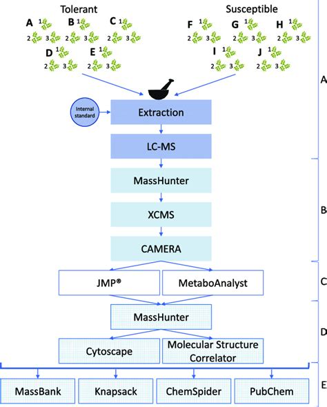 experimental workflow from sample processing to feature identification