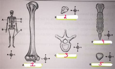A P Bones And Joints DIAGRAMS ONLY Flashcards Quizlet