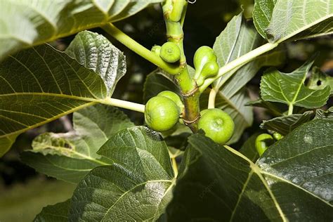 Fig Branch Leaves Symbolism Deciduous Photo Background And Picture For