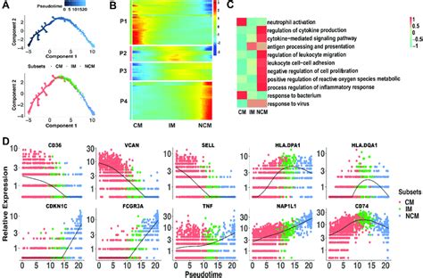 Linear Differentiation Of Monocyte Subsets In Healthy Infants A