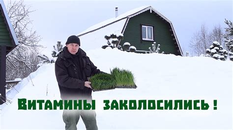 Вокруг сугробы , а у нас - свежая зелень , рассада и суровые пчёлы ...