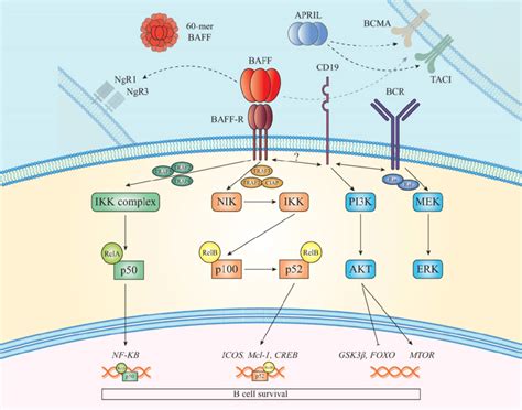 Baff And Baff R Signaling Pathways In The Presence Of Baff Traf3 Is Download Scientific