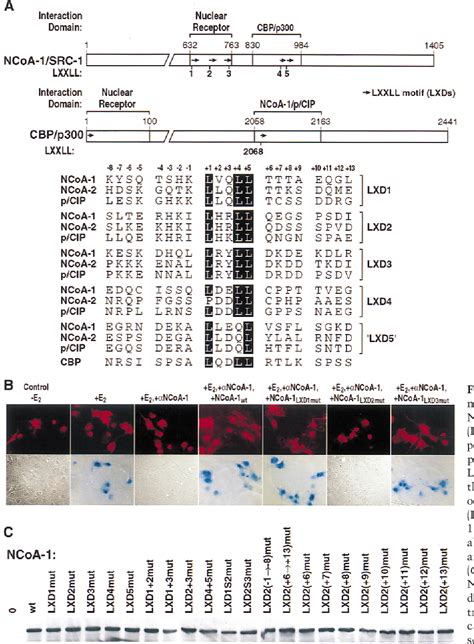 Figure 2 From Determinants Of Coactivator Lxxll Motif Specificity In