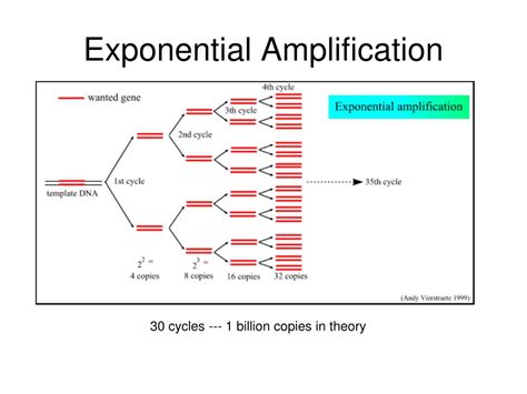 Ppt Pcr Basics Powerpoint Presentation Free Download Id382430