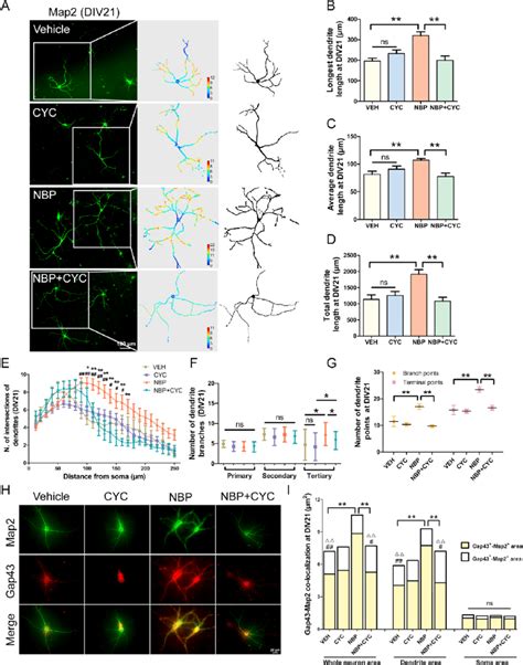 Nbp Increases Dendrite Extension And Branching Of Mature Primary